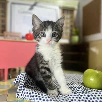 Lantana, TX - Domestic Mediumhair. Meet Cuddles a Pet for Adoption - AdoptaPet.com