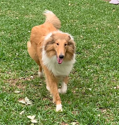 Stafford, TX - Collie. Meet Toby a Pet for Adoption - AdoptaPet.com
