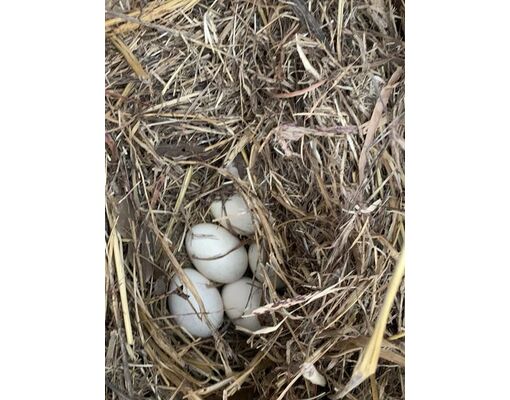 San Antonio, TX - Chicken. Meet 1-102 a Pet for Adoption - AdoptaPet.com