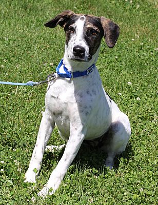 Harrison, NY - Labrador Retriever. Meet Biscuit a Pet for Adoption ...