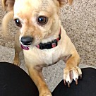 Pug Puppies - Pug Rescue and Adoption Near You
