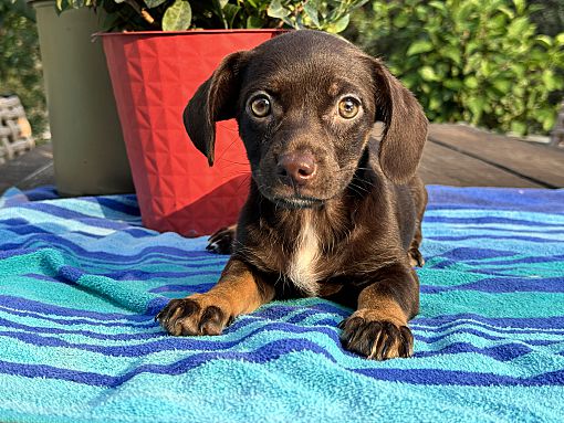 Hartford, CT - Dachshund. Meet coby a Pet for Adoption - AdoptaPet.com