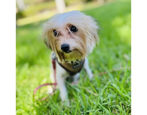Rochester, MN - Yorkie, Yorkshire Terrier. Meet Tootsie *Pending ...