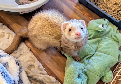 Brandy Station, VA - Ferret. Meet Bailey a Pet for Adoption - AdoptaPet.com
