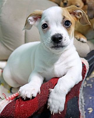 Burbank transport, OH - Dachshund/Pug. Meet Stubby a Pet for Adoption ...