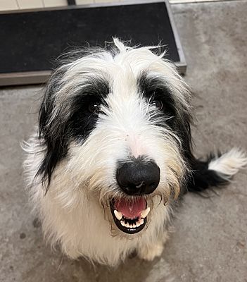 Spokane Valley, WA - Mixed Breed (Large). Meet Riker a Pet for Adoption ...