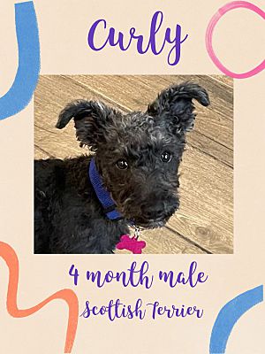 Mesa, AZ - Scottie, Scottish Terrier. Meet CURLY– 4 MONTH MALE SCOTTISH ...