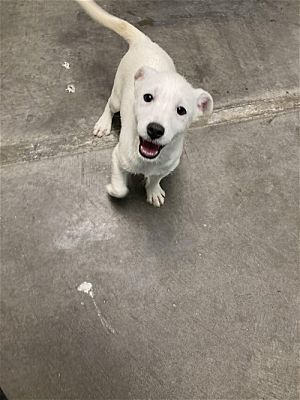 Attica, NY - Labrador Retriever. Meet Coconut a Pet for Adoption ...