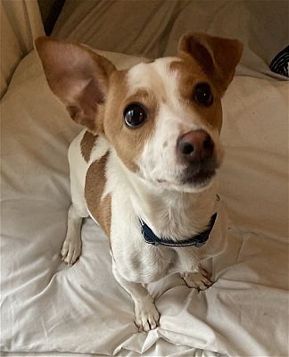 Denver, CO - Jack Russell Terrier. Meet Violet a Pet for Adoption ...