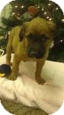 Simi Valley, CA - Rhodesian Ridgeback/German Shepherd Dog. Meet Five a ...