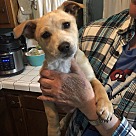 Corgi Puppies - Corgi Rescue and Adoption Near You