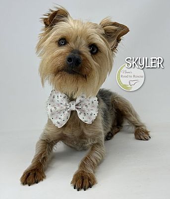 Benton, LA - Yorkie, Yorkshire Terrier. Meet Skyler a Pet for Adoption ...