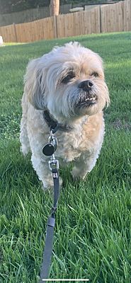 Dumfries, VA - Shih Poo. Meet Snickers a Pet for Adoption - AdoptaPet.com