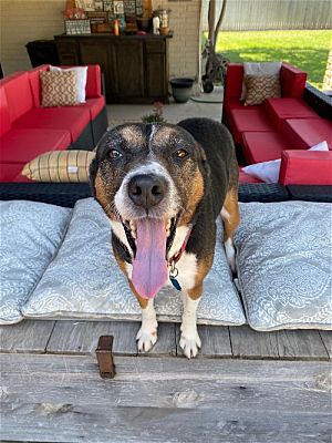 Southlake, TX - Shepherd (Unknown Type). Meet Bede- CL a Pet for ...