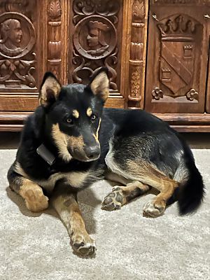 Reno, NV - German Shepherd Dog. Meet Skeeter a Pet for Adoption ...