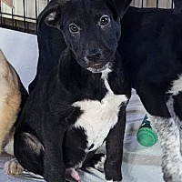 Adopt - Companion Pet Rescue