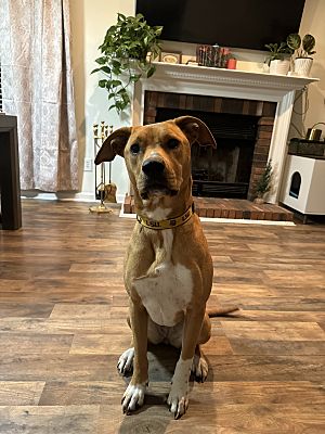 Hampton, VA - Beagle/Boxer. Meet Wrigley a Pet for Adoption - AdoptaPet.com