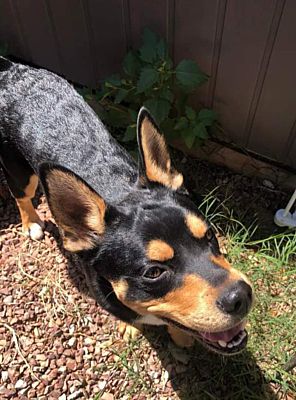 Phoenix, AZ - Australian Kelpie/Miniature Pinscher. Meet Prince a Pet ...