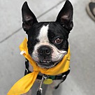Boston Terrier Puppies - Boston Terrier Rescue and Adoption