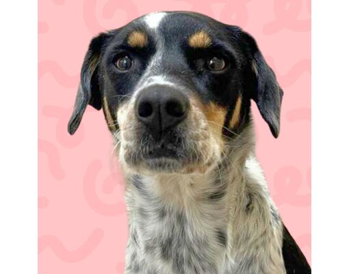 Reno, NV - Bluetick Coonhound/Border Collie. Meet Cassie a Pet for ...