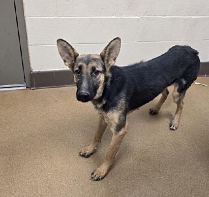 Apple Valley, CA - Shepherd (Unknown Type)/Terrier (Unknown Type ...