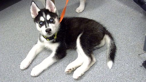 Lincoln, NE - Siberian Husky. Meet Dale Gribble a Pet for Adoption ...