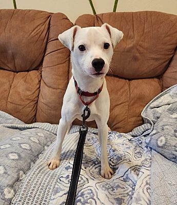 Virginia beach, VA - Jack Russell Terrier. Meet Peanut Jack Russell a ...