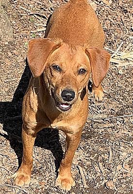 Chicago, IL - Rhodesian Ridgeback/Dachshund. Meet Abigail 23 lbs of fun ...