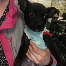 Boston Terrier Puppies - Boston Terrier Rescue and Adoption