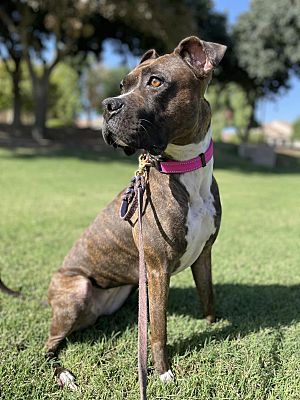 Phoenix, AZ - Boxer/American Staffordshire Terrier. Meet Suki - Phoenix ...