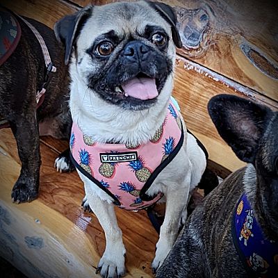 Grapevine, TX - Pug. Meet Gumdrop a Pet for Adoption - AdoptaPet.com