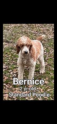 South Amboy, NJ - Standard Poodle. Meet Bernice a Pet for Adoption ...