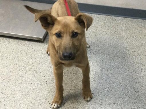 Visalia, CA - German Shepherd Dog. Meet *CHARLIE a Pet for Adoption ...