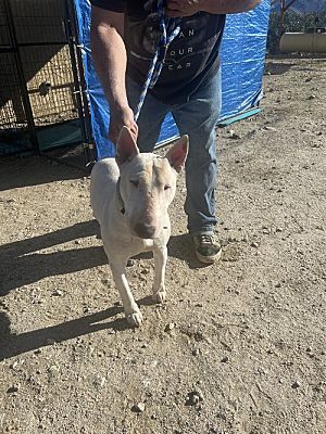 Palm Desert, CA - Bull Terrier. Meet BILLIE a Pet for Adoption ...