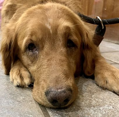 Mishawaka, IN - Golden Retriever. Meet Golden Gertrude a Pet for ...