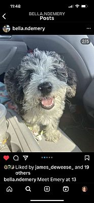 Springfield, IL - Goldendoodle. Meet Emery a Pet for Adoption ...