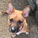 Corgi Puppies - Corgi Rescue and Adoption Near You