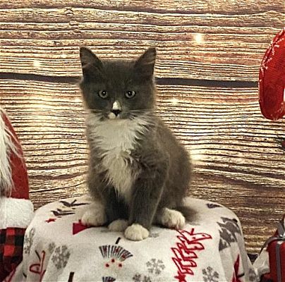 Salem, NH - Domestic Longhair. Meet KITTEN MORITZ a Pet for Adoption ...