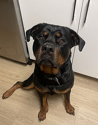 Chicago, IL - Rottweiler. Meet canelo a Pet for Adoption - AdoptaPet.com