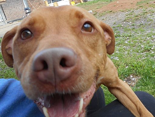 Huntsville, AL - Pit Bull Terrier. Meet Cinnamon a Pet for Adoption ...