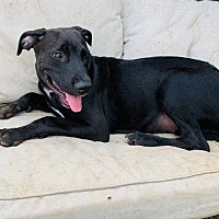 More than a Pet Charity: Connecting People & Pets | PetSmart Charities