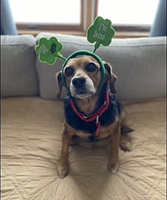 Oxford, MI - Beagle. Meet Magnificent “Misty” a Pet for Adoption ...