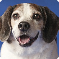 Chicago, IL - Beagle. Meet Sam a Pet for Adoption.