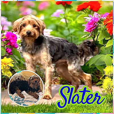 Chicago, IL - Yorkie, Yorkshire Terrier. Meet Slater a Pet for Adoption ...