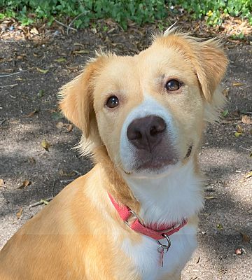 Harrison, NY - Golden Retriever. Meet Lassie a Pet for Adoption ...