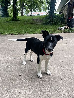 Melvern, KS - Miniature Pinscher/Shepherd (Unknown Type). Meet Cole a ...