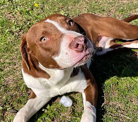 Enfield, CT - Hound (Unknown Type)/Mixed Breed (Medium). Meet ROLO ...