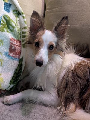 Shell Knob, MO - Sheltie, Shetland Sheepdog. Meet EMMY a Pet for ...