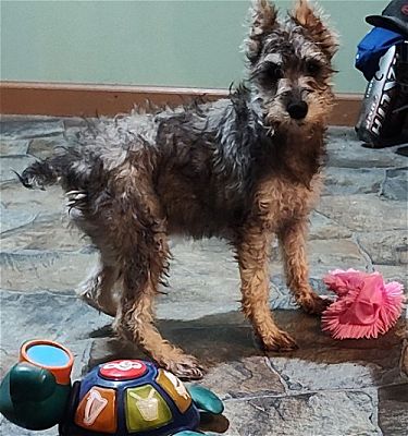 Orlando, FL - Miniature Schnauzer. Meet Lindy PENDING a Pet for ...