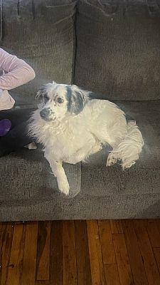 West Babylon, NY - Cockapoo/Pomeranian. Meet Muneco a Pet for Adoption ...